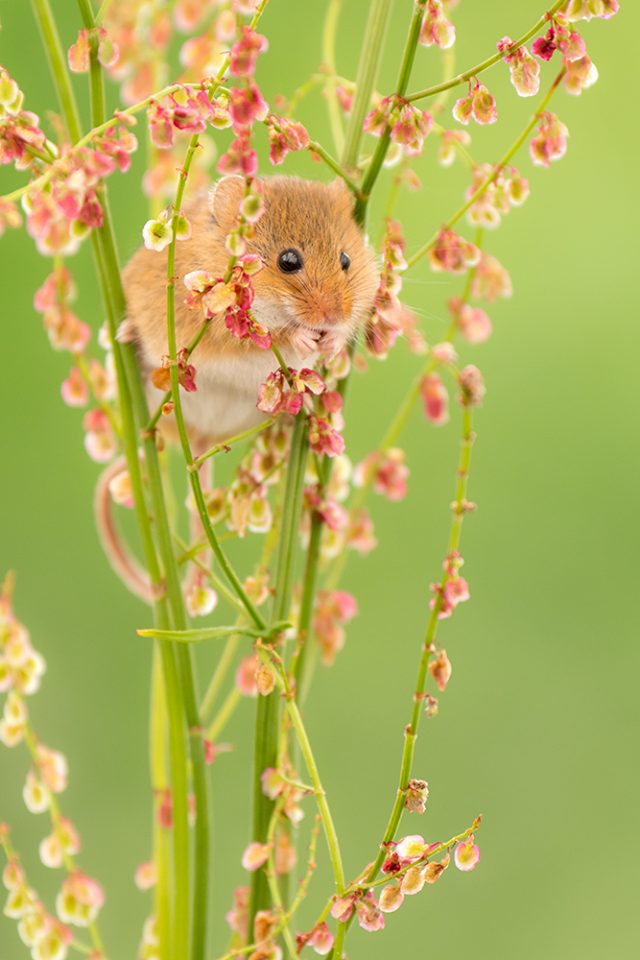 Ross Hoddinott wildlife & landscape photographers - ArtPeople.Net