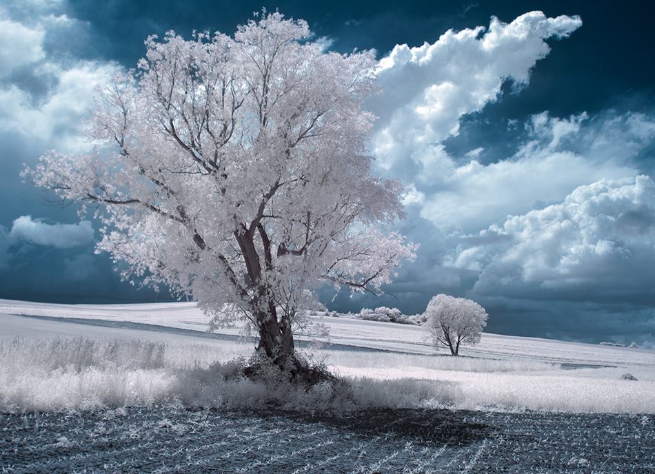 Infrared Trees Photography by Przemysław Kruk - ArtPeople.Net