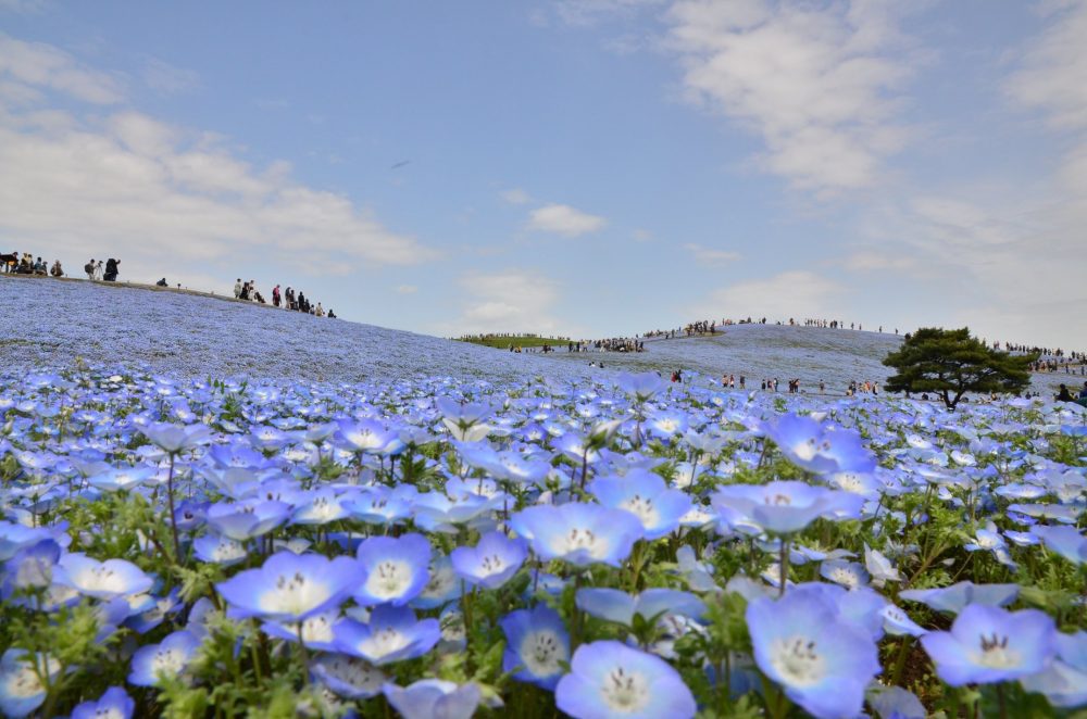 this Beautiful Japanese park is bathed in beautiful blue from 4.5 ...