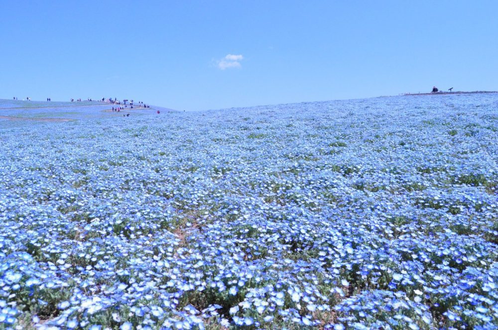 this Beautiful Japanese park is bathed in beautiful blue from 4.5 ...