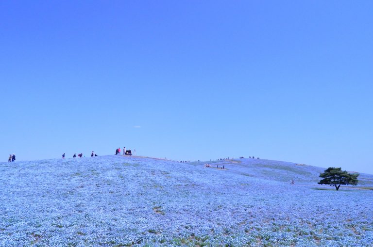 this Beautiful Japanese park is bathed in beautiful blue from 4.5 ...