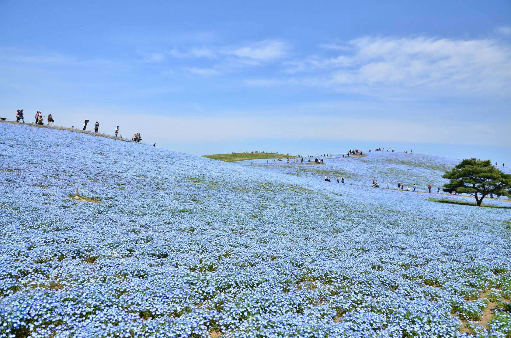 this Beautiful Japanese park is bathed in beautiful blue from 4.5 ...